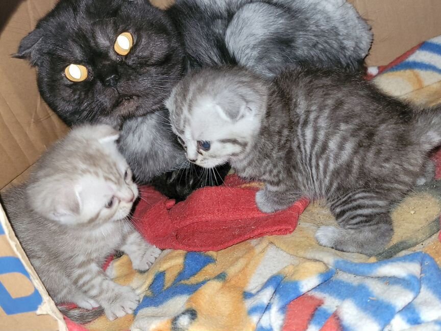Шотландские вислоухие котята