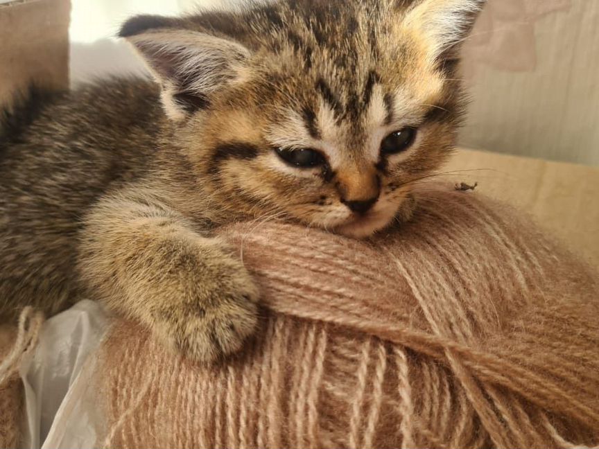 Британские котята