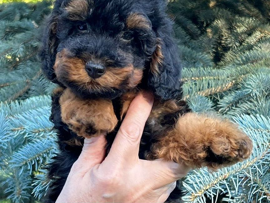 Щенки пуделя. Мальчики