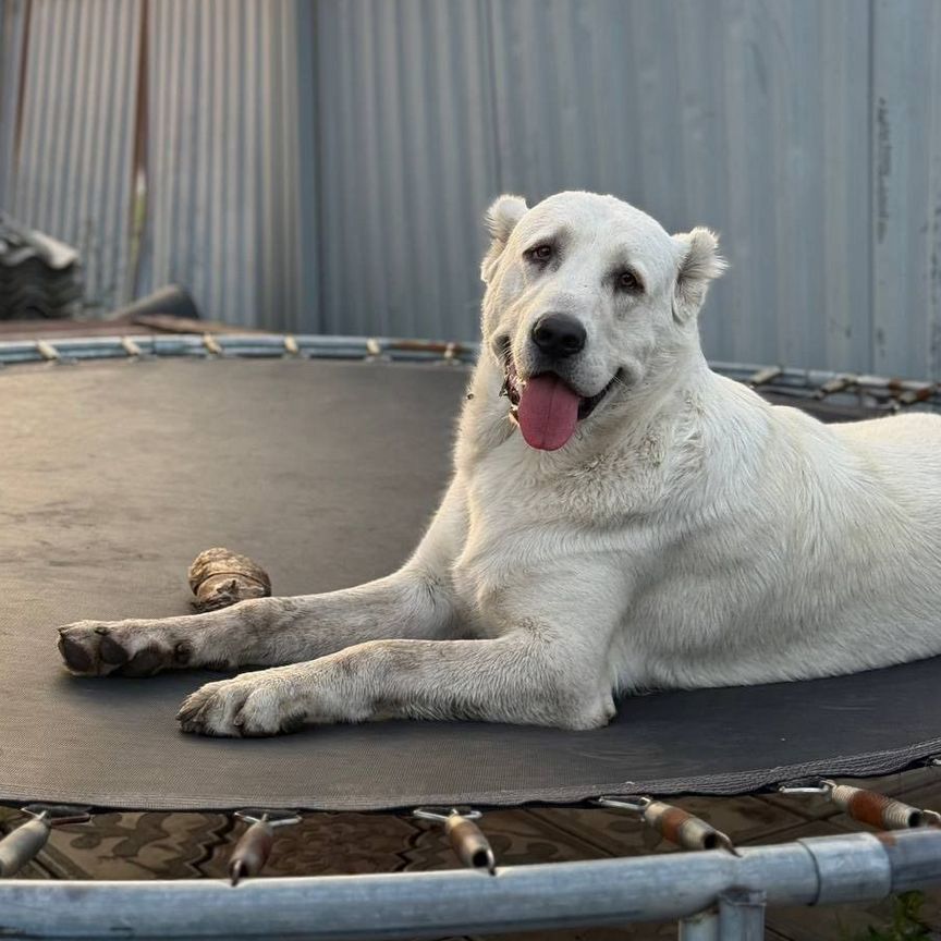 Среднеазиатская овчарка, щенок