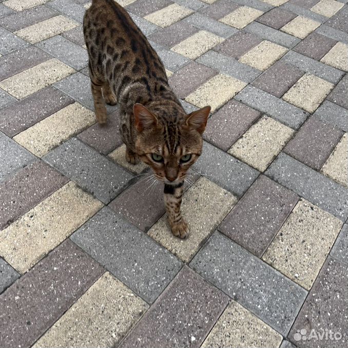 Найденные кот