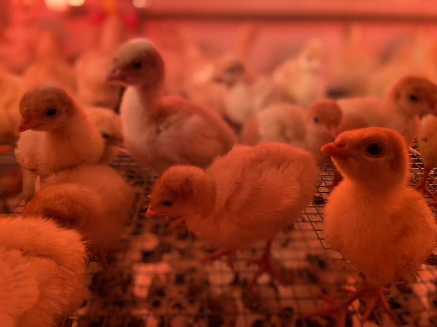 Индюшата хайбрид конвертер