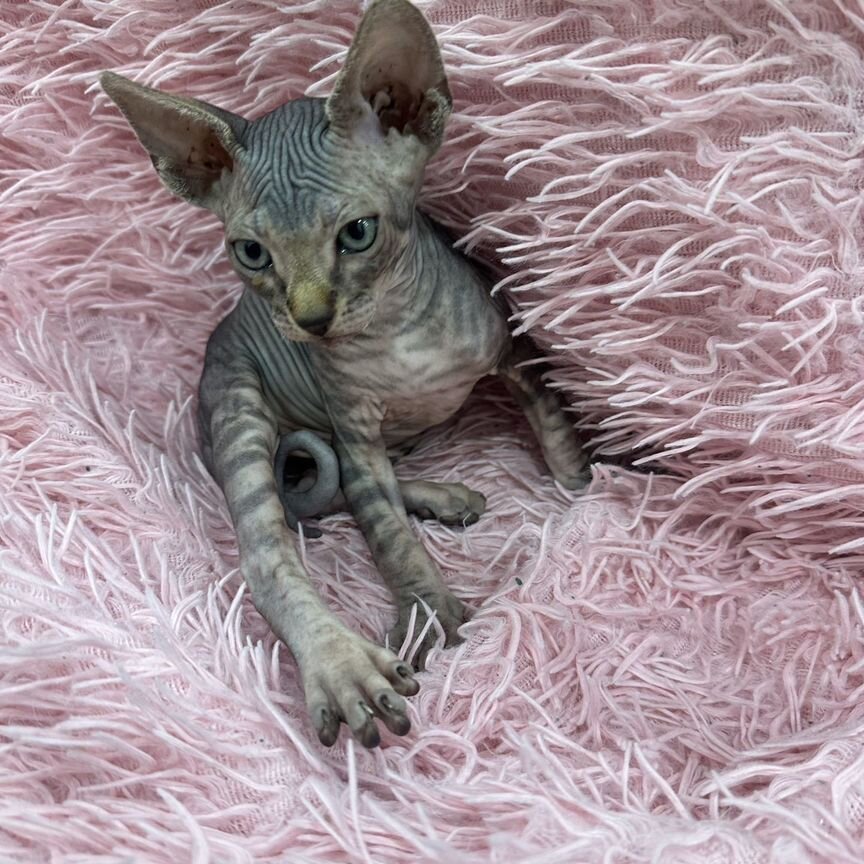 Канадский сфинкс