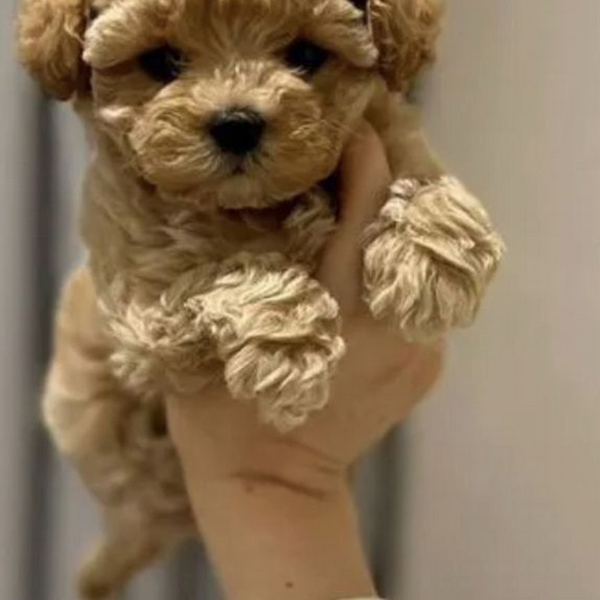 Щенки мальтипу