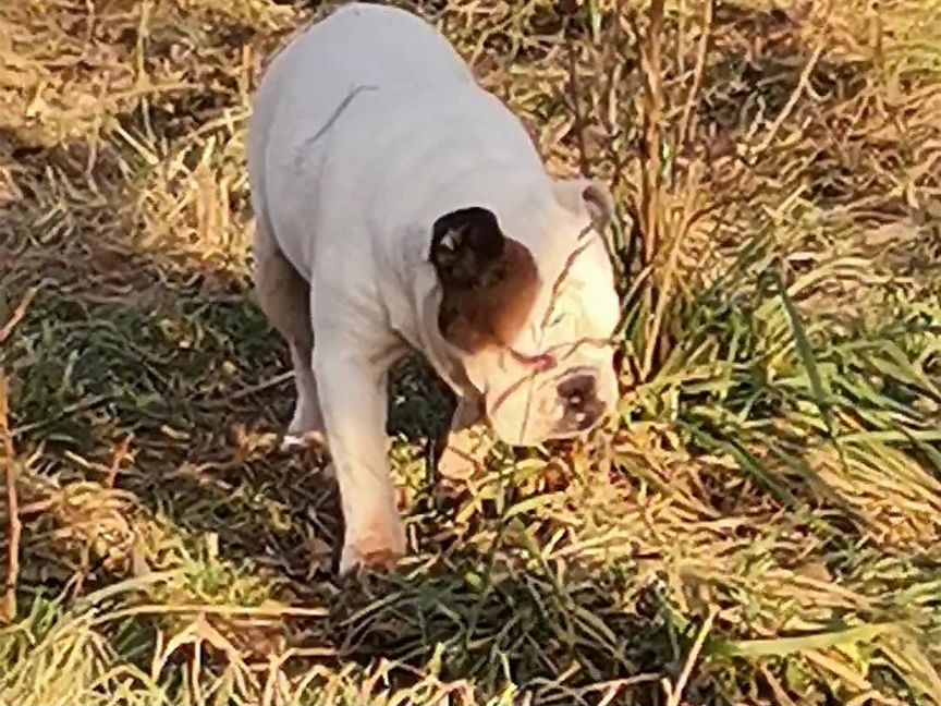 Английский бульдог в добрые руки