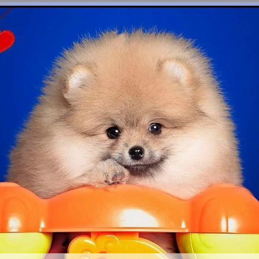 Померанский шпиц, щенок