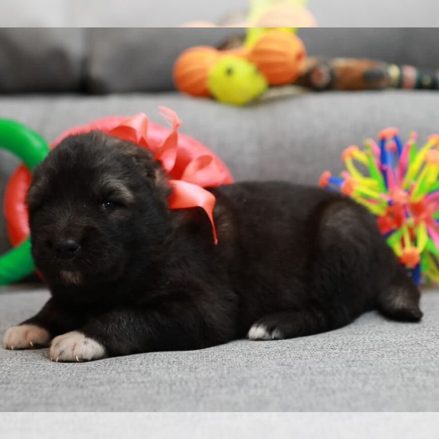 Кавказская овчарка, щенок