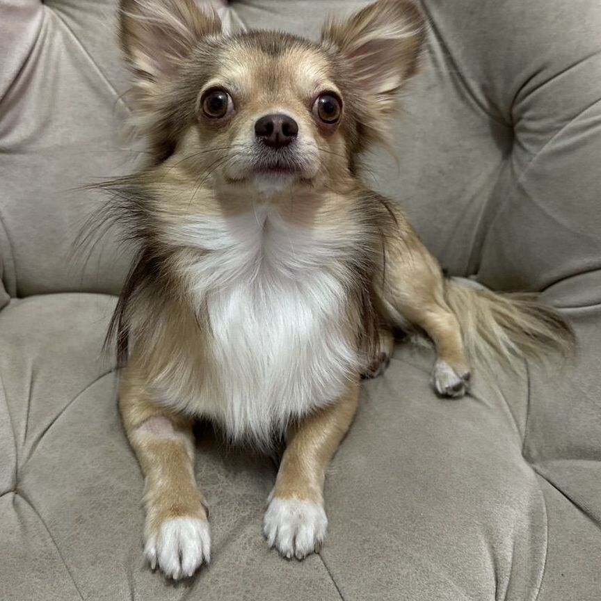 Чихуахуа мини случка