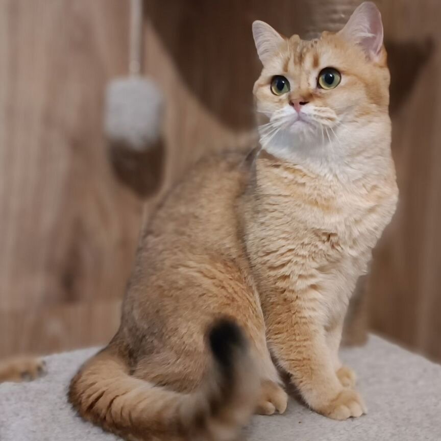 Британская короткошёрстная, взрослая кошка