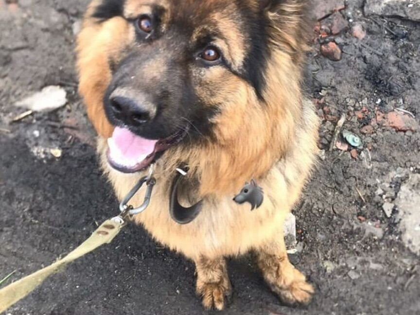 Немецкая овчарка. Вязка