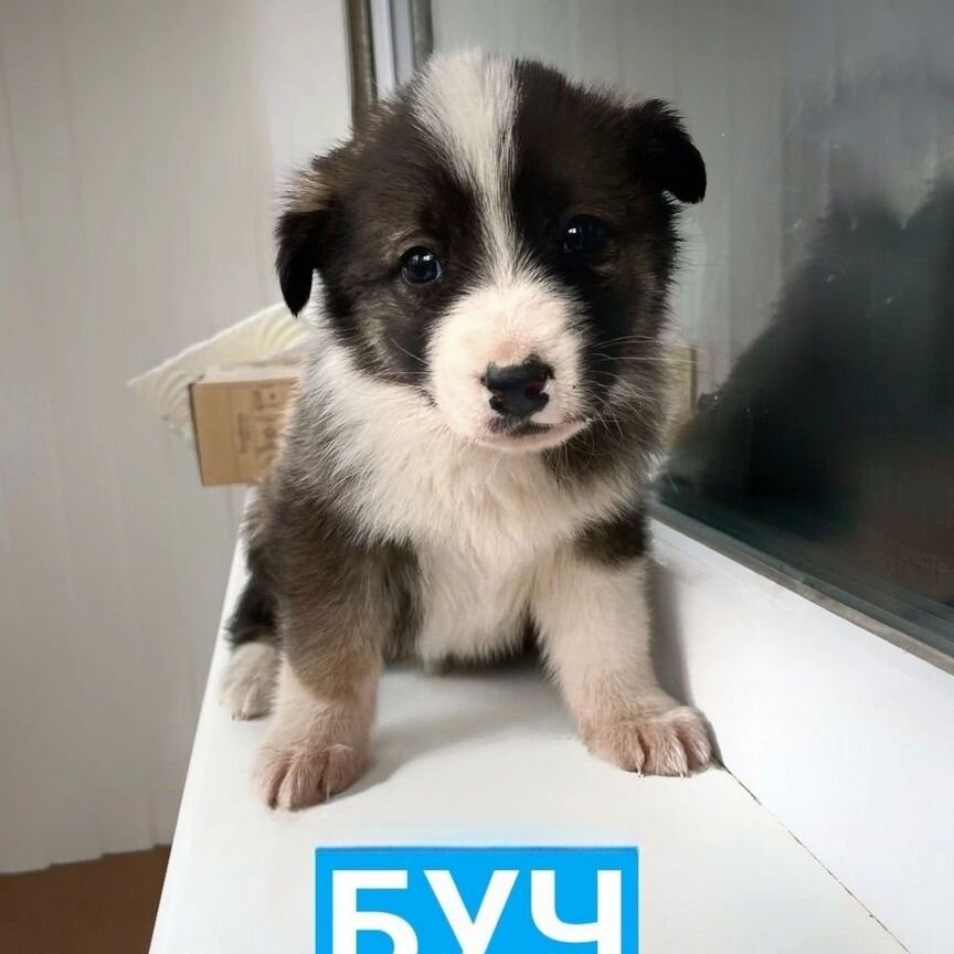 Щенки