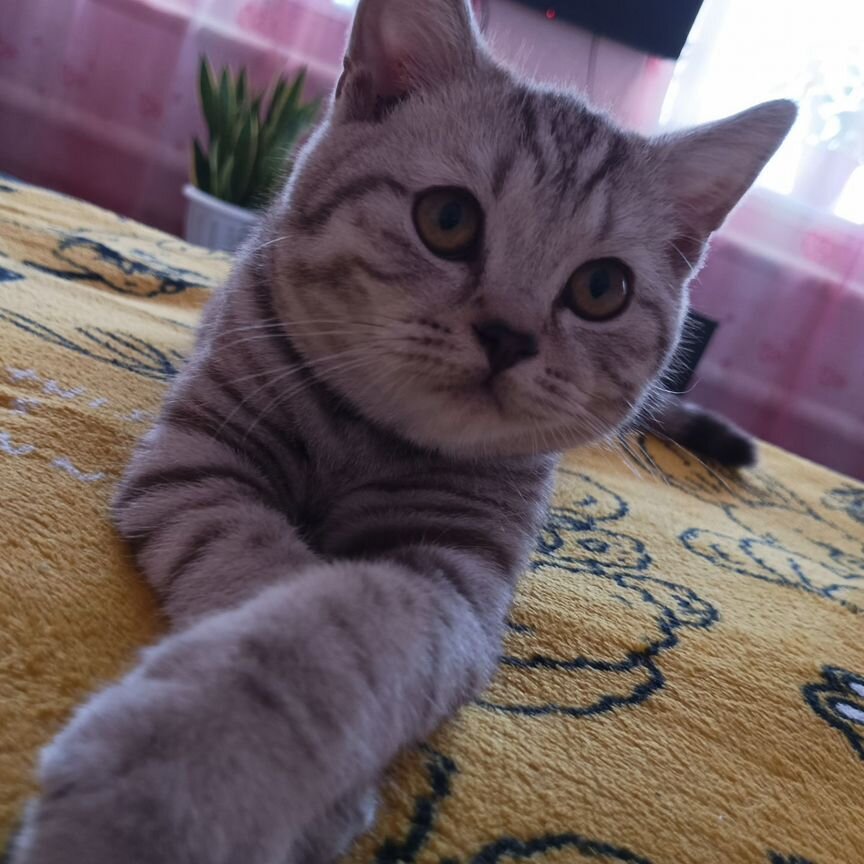 Британский котёнок