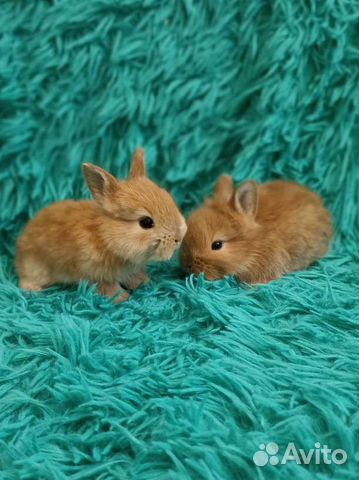 Декоративные карликовые крольчата