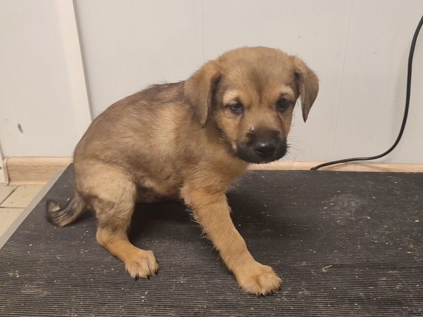 Взять щенка мелкаша из приюта на время