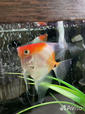 Скалярии 2 шт