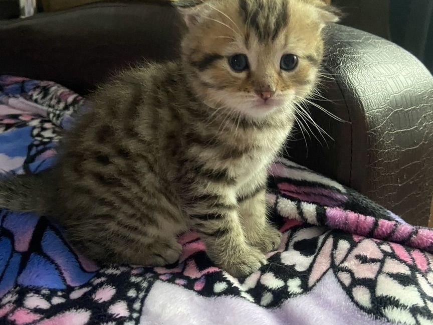 Шотландские вислоухие котята