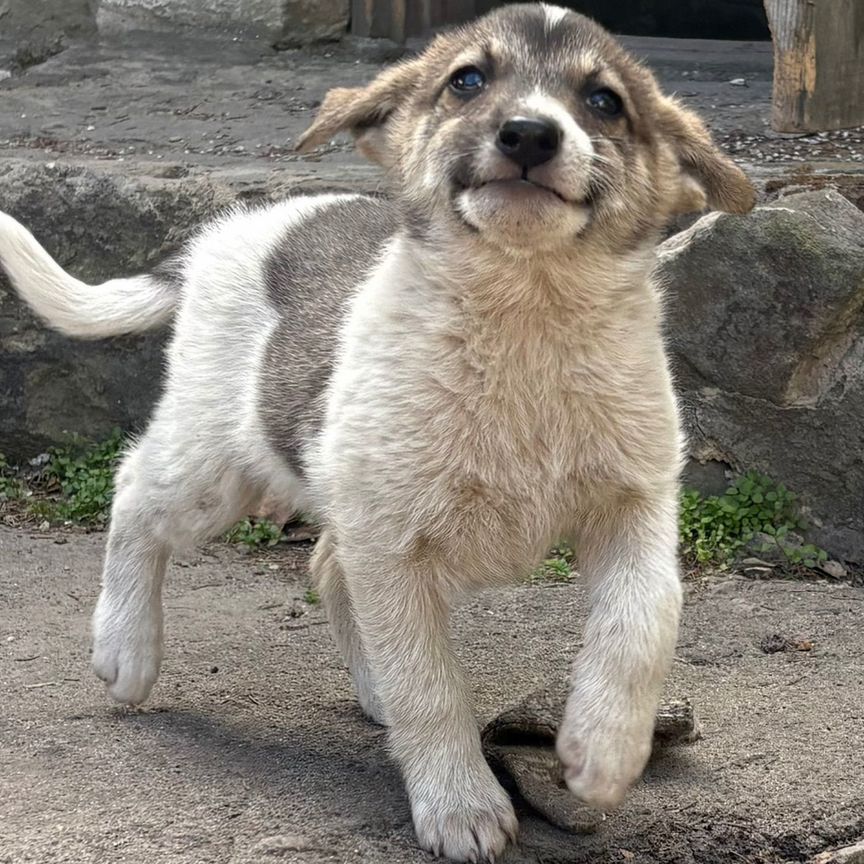 Щенок в добрые руки