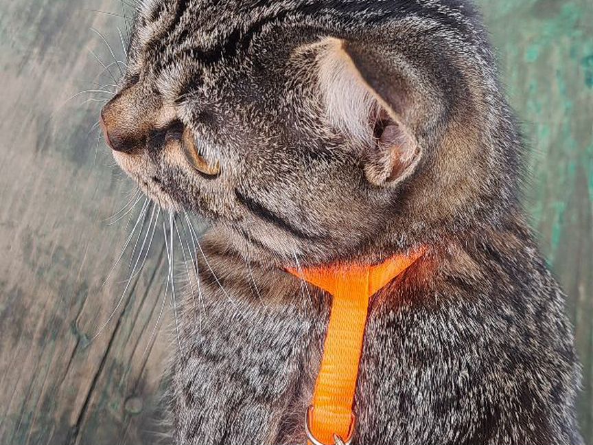 Кошка в дар бесплатно