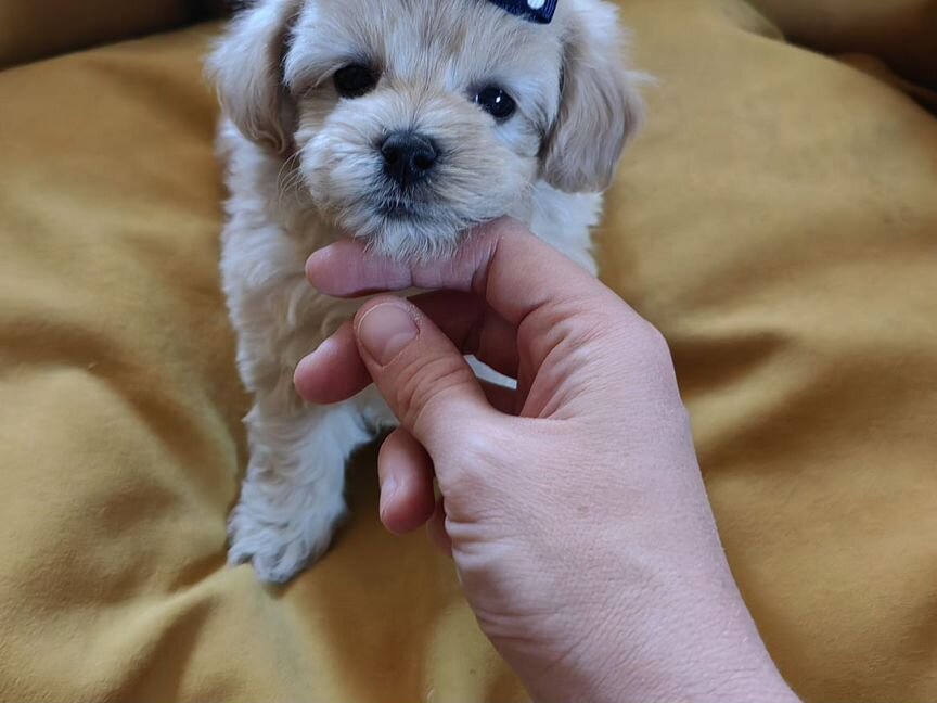 Щенки мальтипу f1 мини