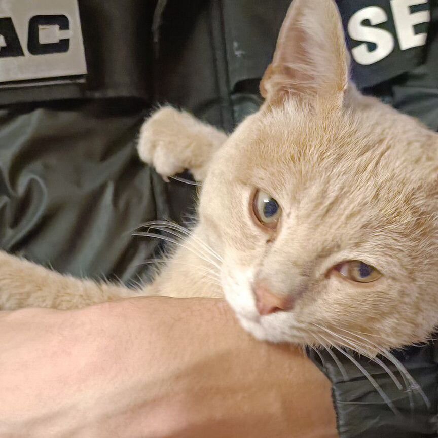 Найден рыжий кот