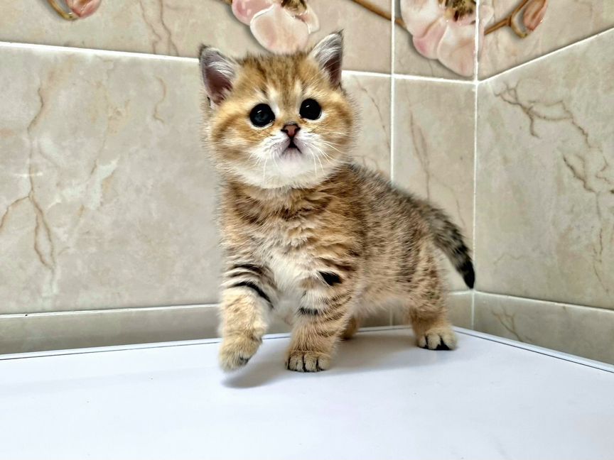 Шотландская булочка