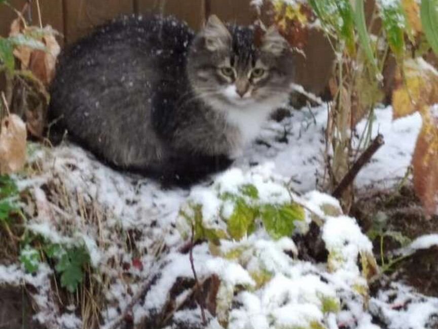 Котята замерзают