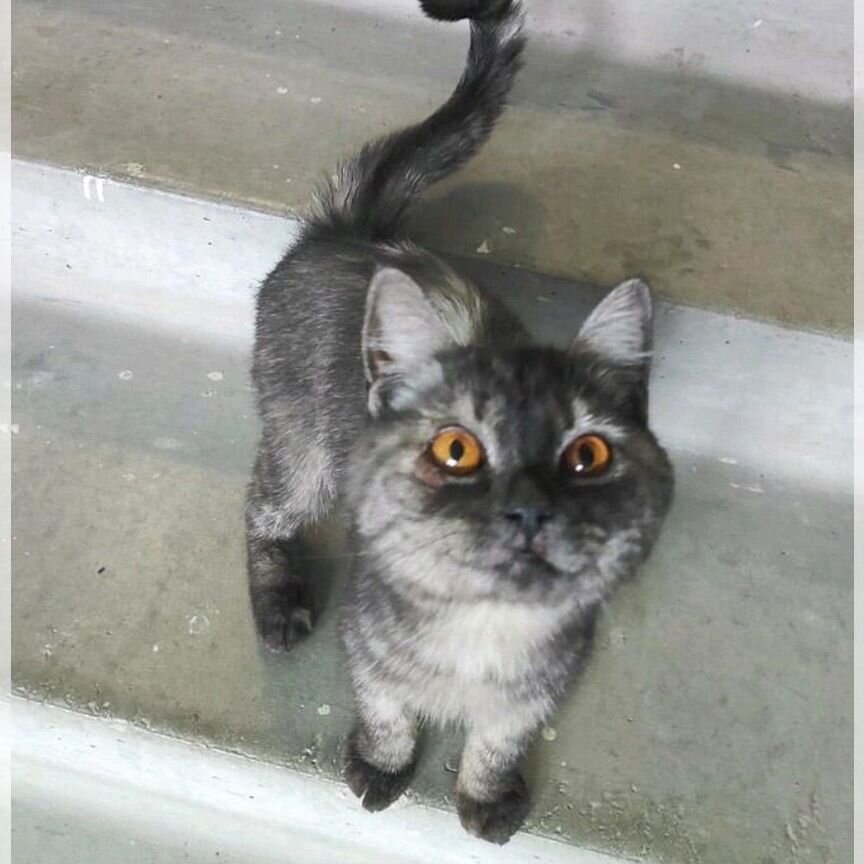 Кошечка ищет свой дом