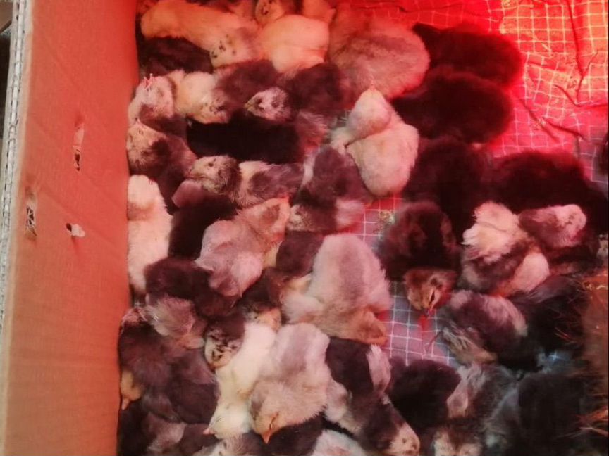 Цыплята породные : леггорн изабелла, маран