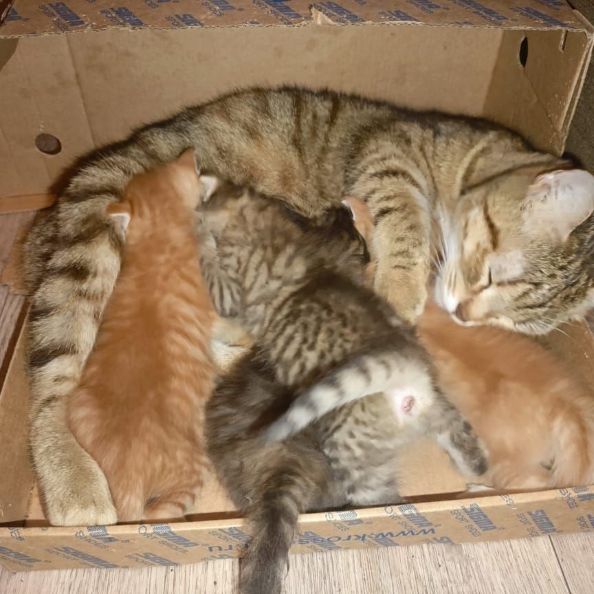 Отдам котенка в добрые руки