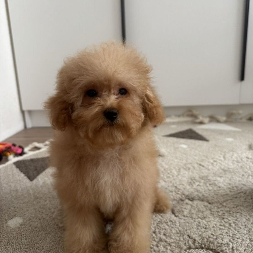 Девочка мальтипу