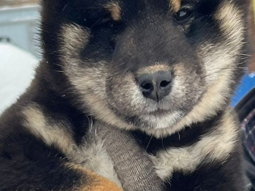 Сиба ину девочка