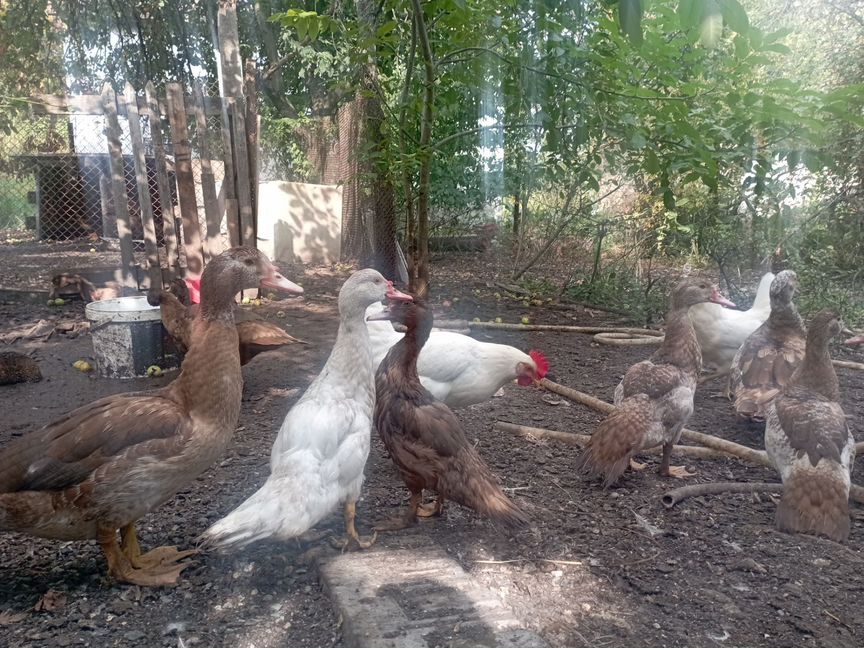 Утята индоутки