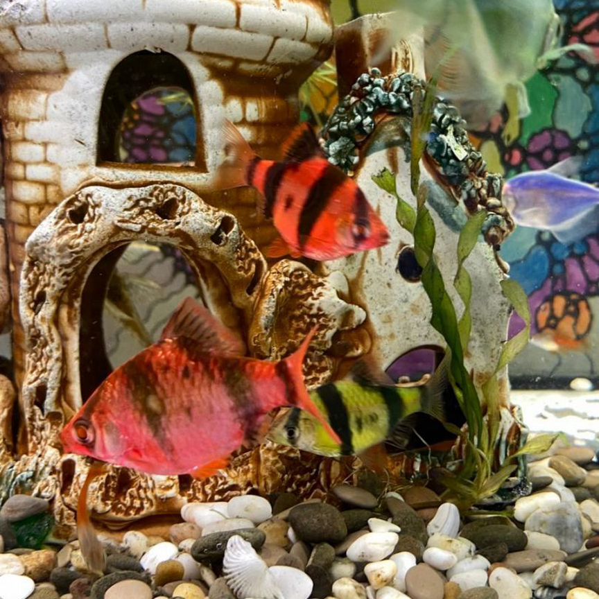 Аквариуные рыбки