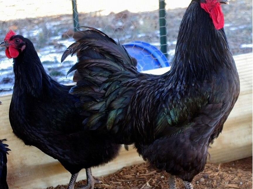 Петушки Джерсийский гигант