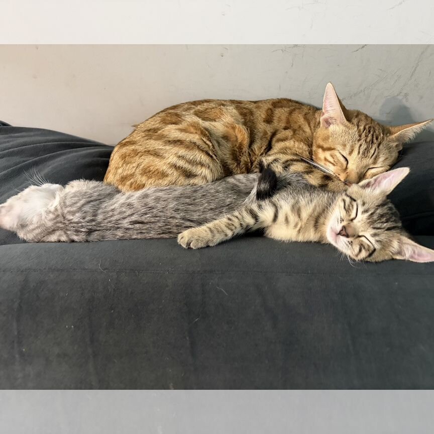 Котёнок от частного владельца