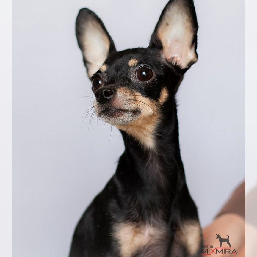 Русский той-терьер, щенок