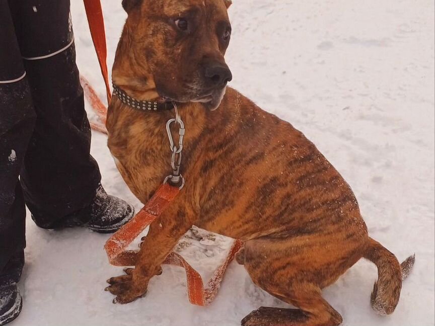 Прекрасный Алано Эспаньол в добрые руки