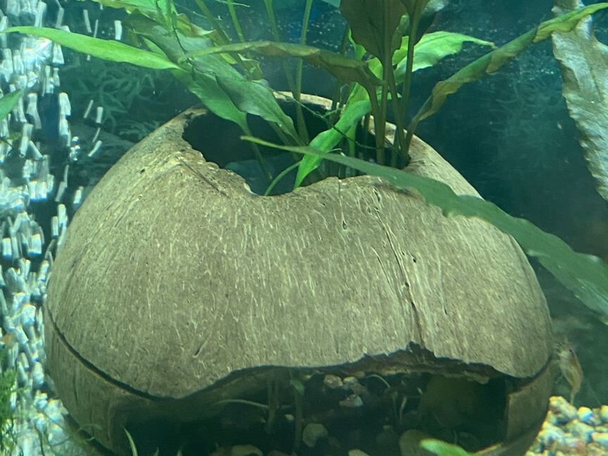 Растения для аквариума