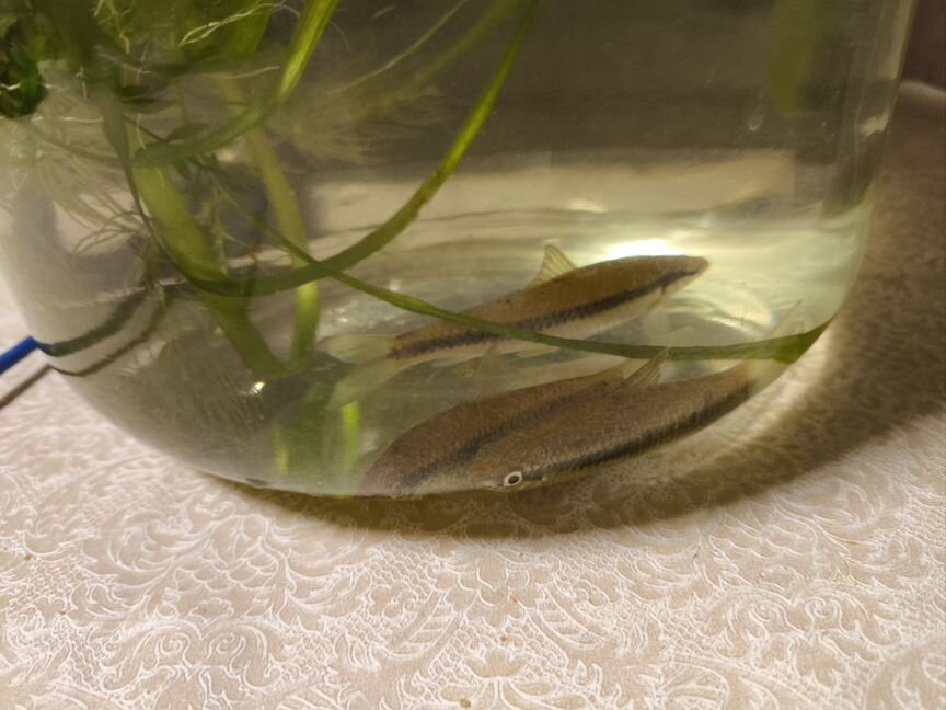 Рыбки отдам бесплатно сиамский водорослеед