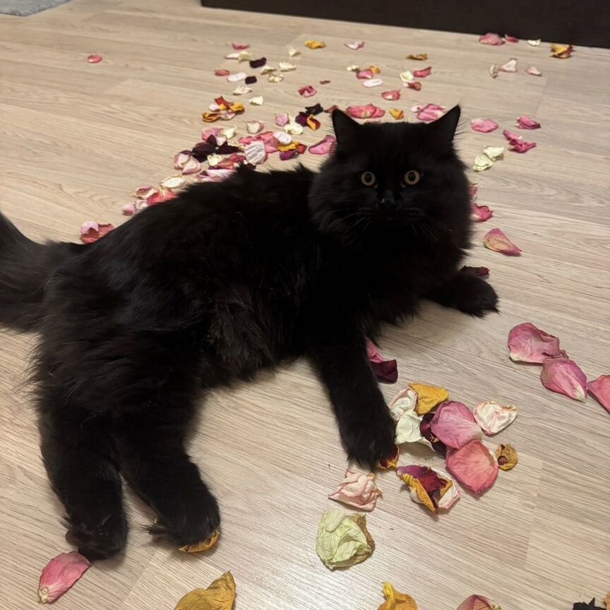 Кот на вязку