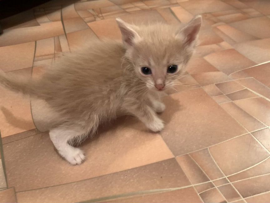 Котенок мальчик от красивой кошки. Бронь