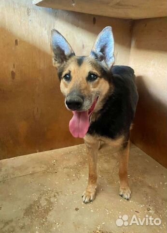 Собака ищет дом