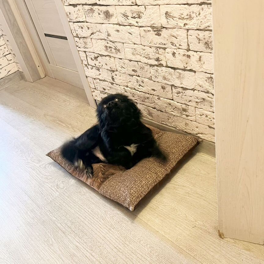 Кабель чихуа породистый