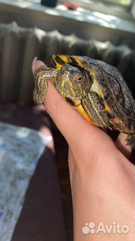 Черепаха с аквариумом