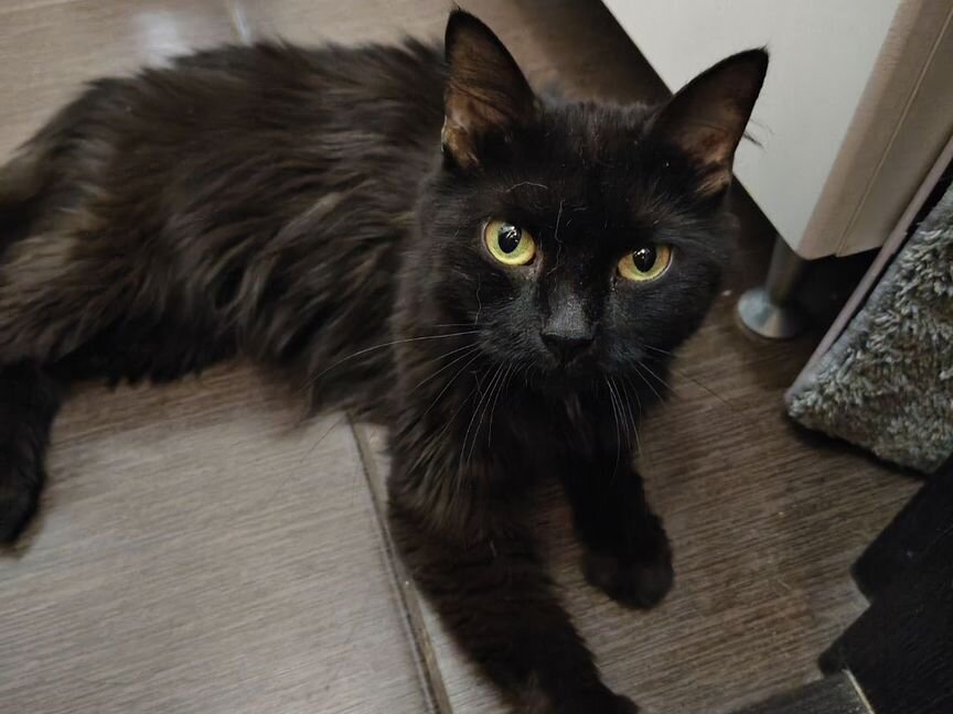 Кошечки близняшки