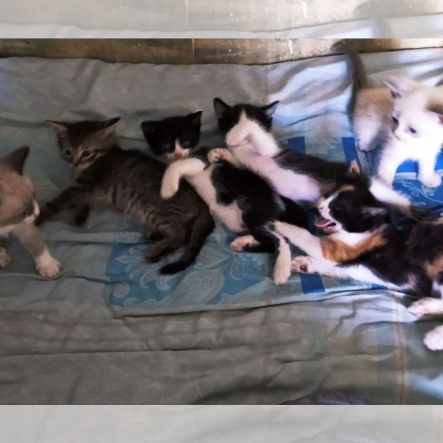 Котёнок в добрые руки