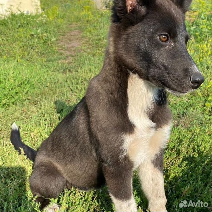 Помесь лайки щенок