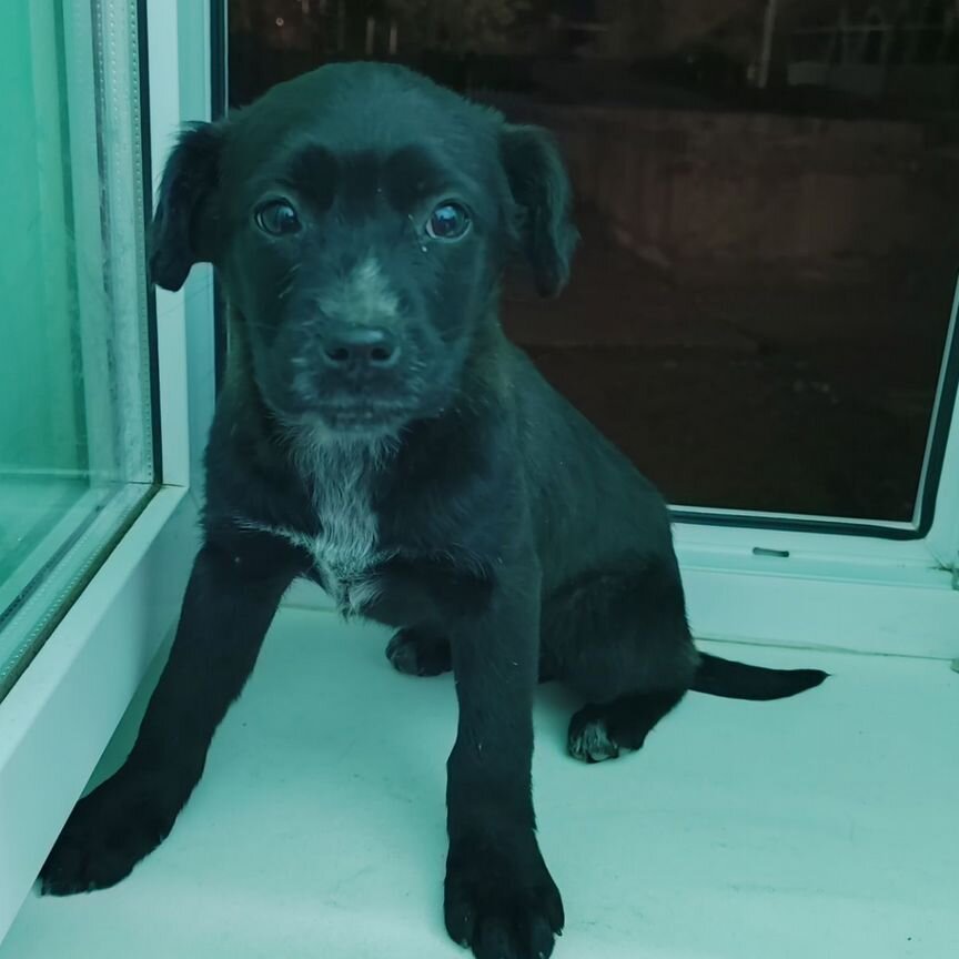 Кокер спаниель