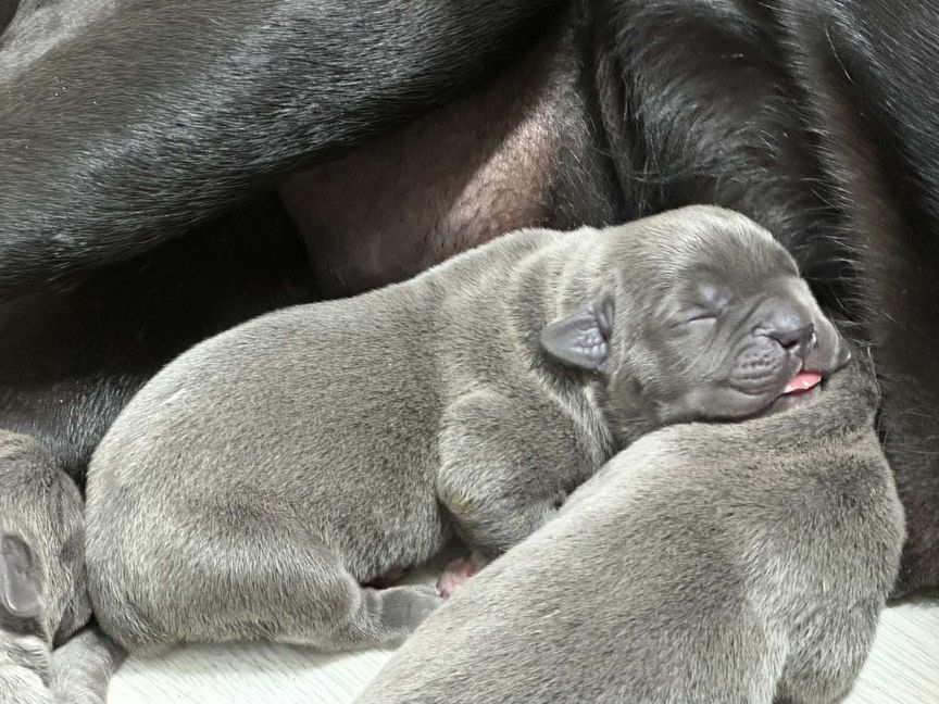 Щенята Кане-корсо резерв с последующей продажей