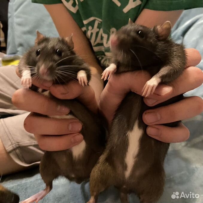 Крыса домашняя